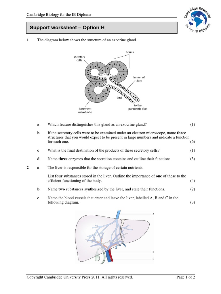 Support Worksheet - Option H | PDF | Hemoglobin | Blood