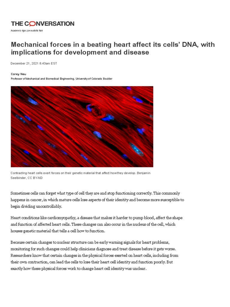 Heart Cell Mechanics & DNA Insights | PDF | Cell Nucleus | Chromatin