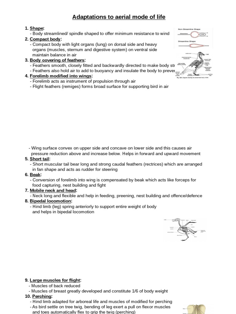 Adaptation To Aerial | PDF | Anatomy | Zoology