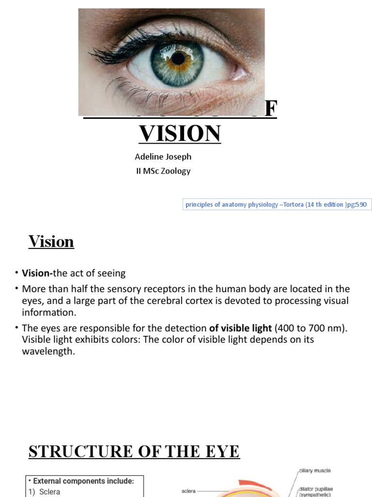 Physiology of Vision Overview | PDF | Retina | Inhibitory Postsynaptic ...