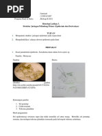 Pengamatan Sel Gabus Singkong | PDF | Griya & Taman