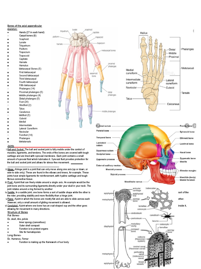 Science Olympiad 2020 Cheat Sheet | PDF | Vertebral Column | Bone