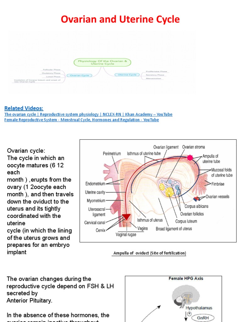 Ovarian and Uterine Cycle Overview | PDF