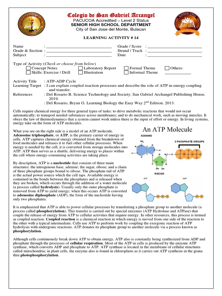 ATP-ADP Cycle | PDF | Adenosine Triphosphate | Adenosine Diphosphate