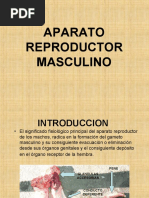 Anatomía y Funciones del Escroto | PDF | Testículo | Artería