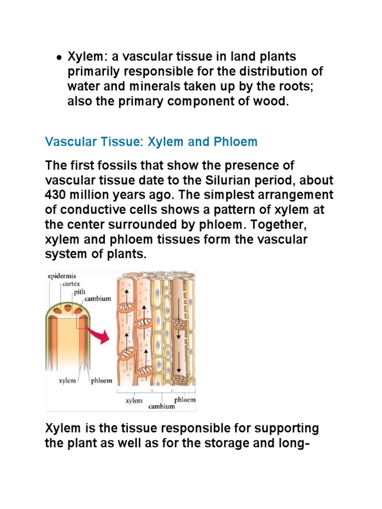 Xylem: A Vascular Tissue in Land Plants | PDF | Tissue (Biology) | Plants