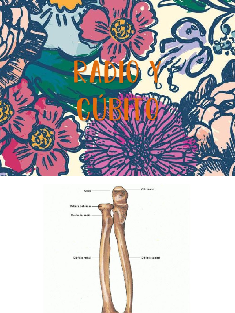 Radio y Cúbito | PDF | Pelvis | Rodilla