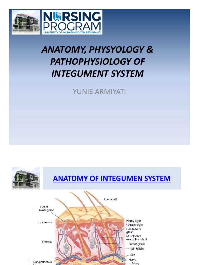 Anatomy Physiology of Integument System (2021) | PDF