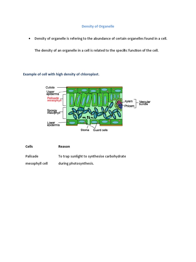 Organelle Density and Cell Functions | PDF | Macromolecules | Human Body
