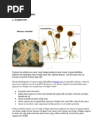 Perbedaan Kapang Dan Khamir (Mould and Yeast) | PDF