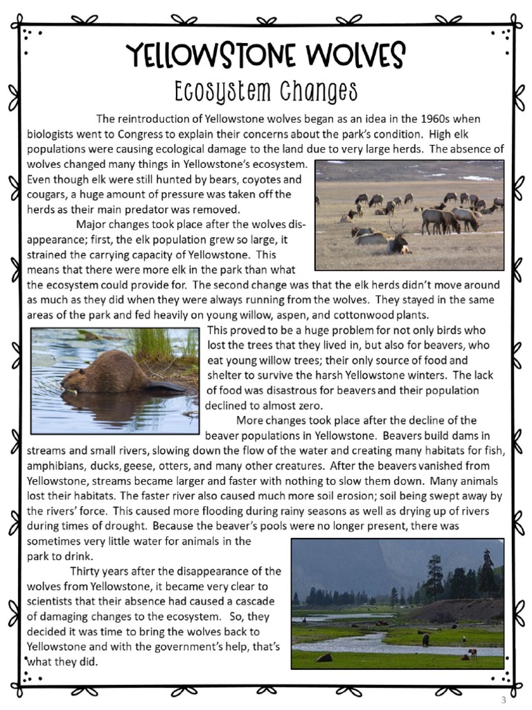 Yellowstone Wolves Reading | PDF