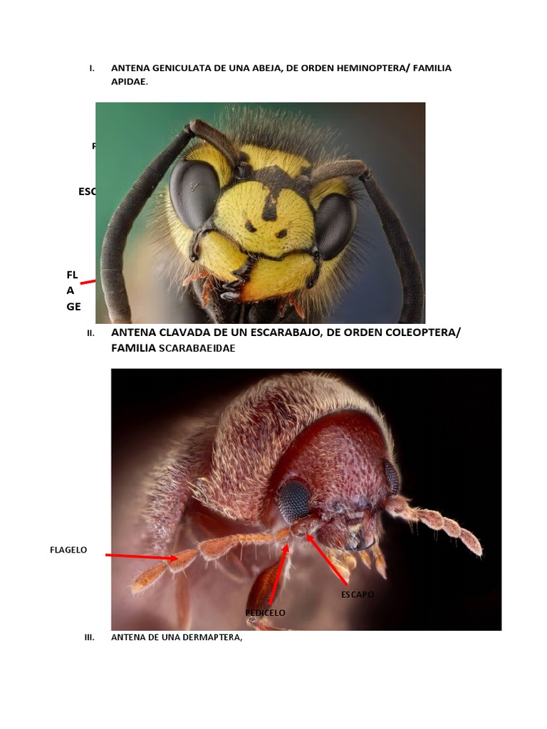 Tipos de Antenas en Insectos | PDF