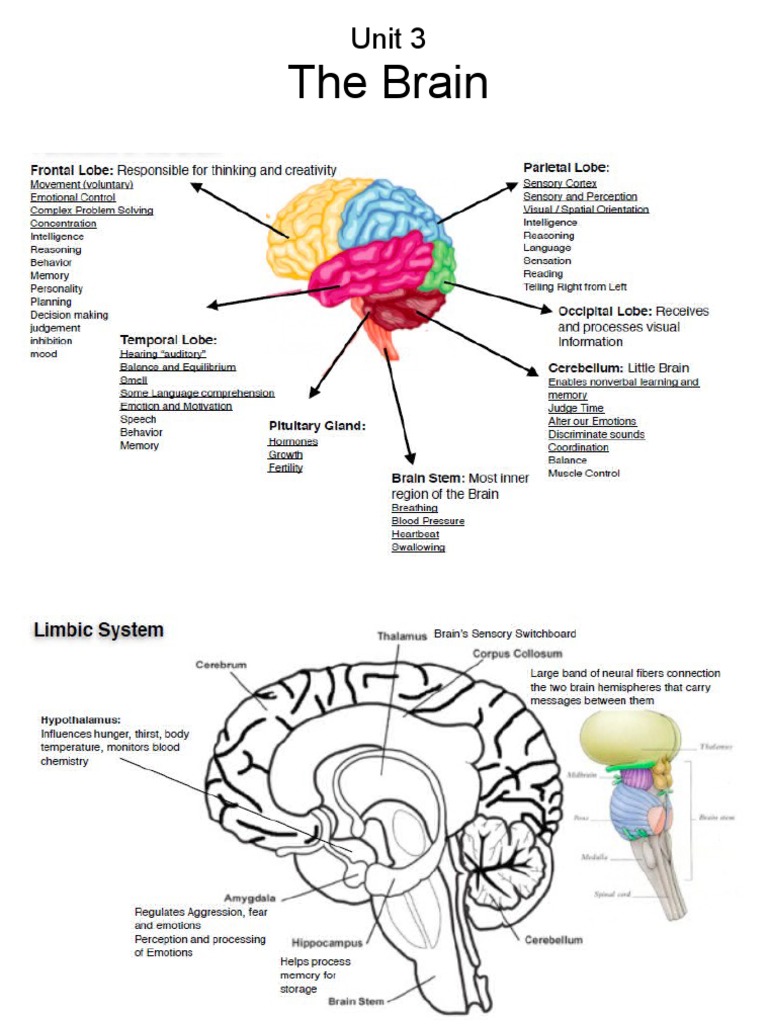 Unit 03 Word Wall - Biological Bases of Behavior | PDF | Brain ...