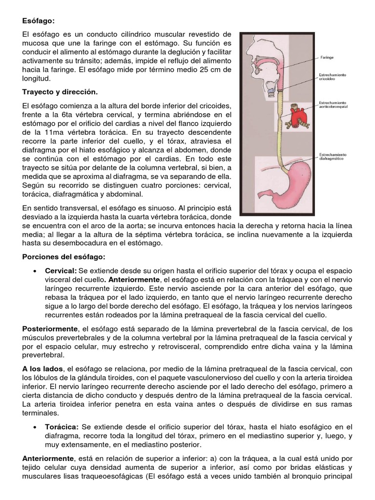 Anatomía y Función del Esófago | PDF | Estómago | Abdomen