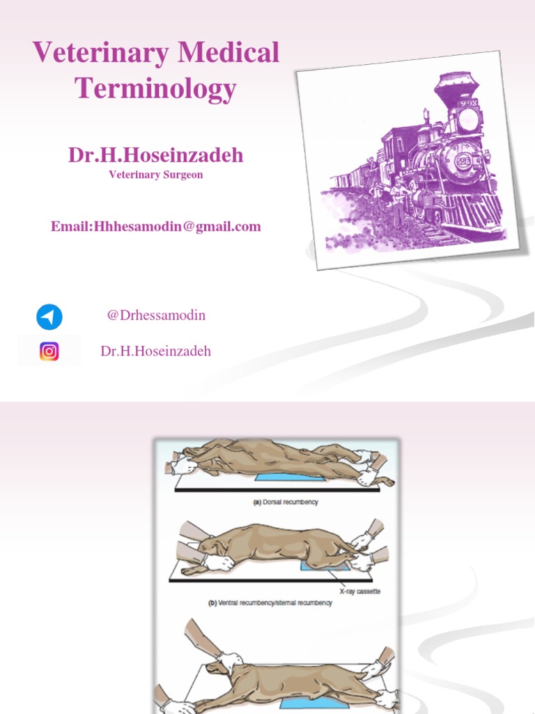 1-Veterinary Terminology | PDF | Vertebral Column | Bone