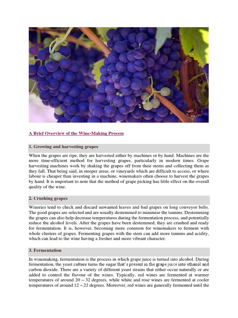A Brief Overview of The Wine-Making Process: 1. Growing and Harvesting Grapes | PDF | Winemaking ...