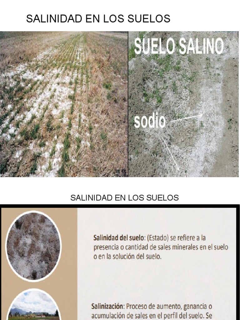 Salinizacion de Los Suelos-2020 | PDF