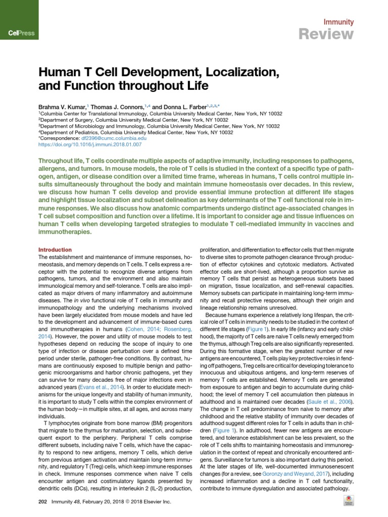 Human T Cell Development, Localization | PDF | T Cell | Thymus