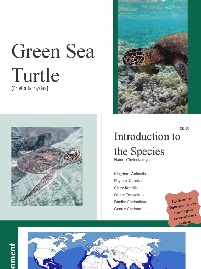 Evolution of The Green Sea Turtle | Download Free PDF | Turtle | Biology