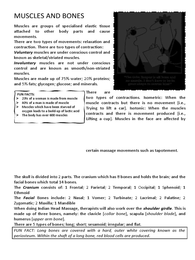 Bones and Muscles Notes | PDF