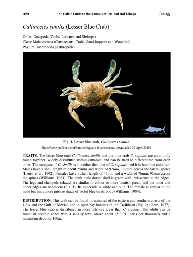 Callinectes - Similis - Lesser Blue Crab | PDF | Crab | Predation
