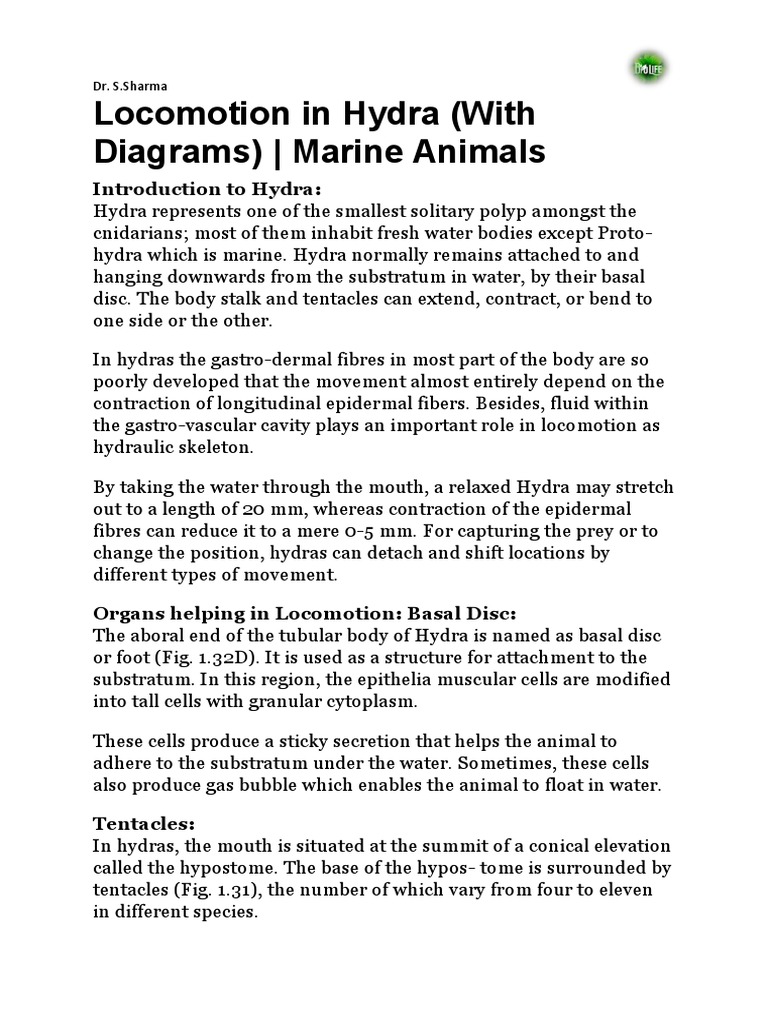 Hydrostatic Locomotion in Hydra and Annelids | PDF | Anatomy | Biology