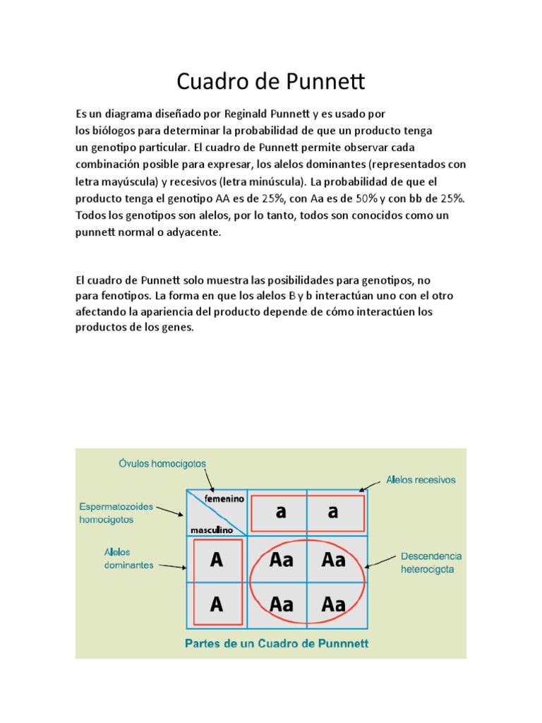 Cuadro de Punnett | PDF