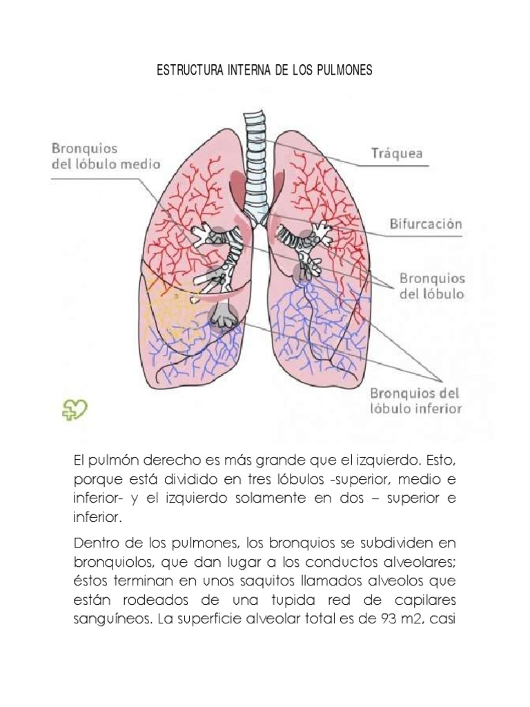 Estructura Interna de Los Pulmones | PDF | Ciencia y matemáticas