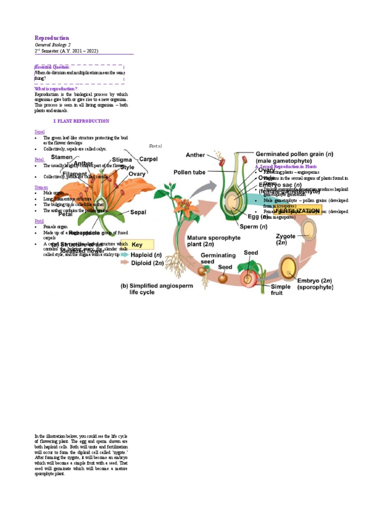 Reproduction: General Biology 2 | PDF | Reproductive System | Sexual ...