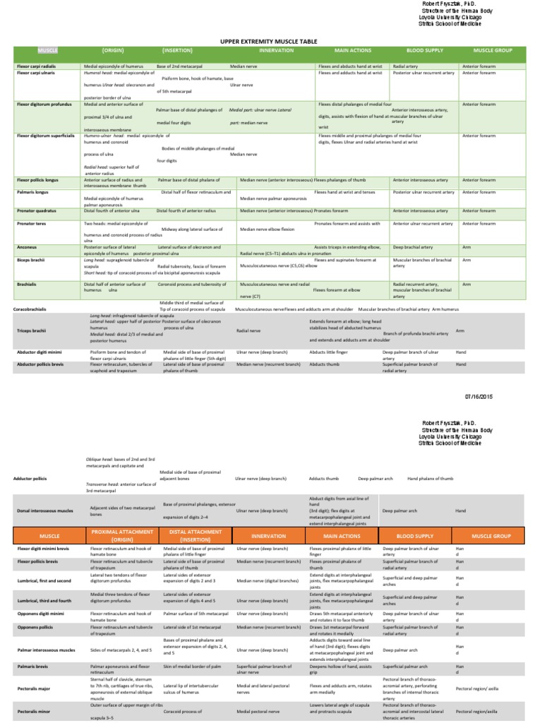 Upper Extremity Muscle Table | PDF | Thumb | Hand