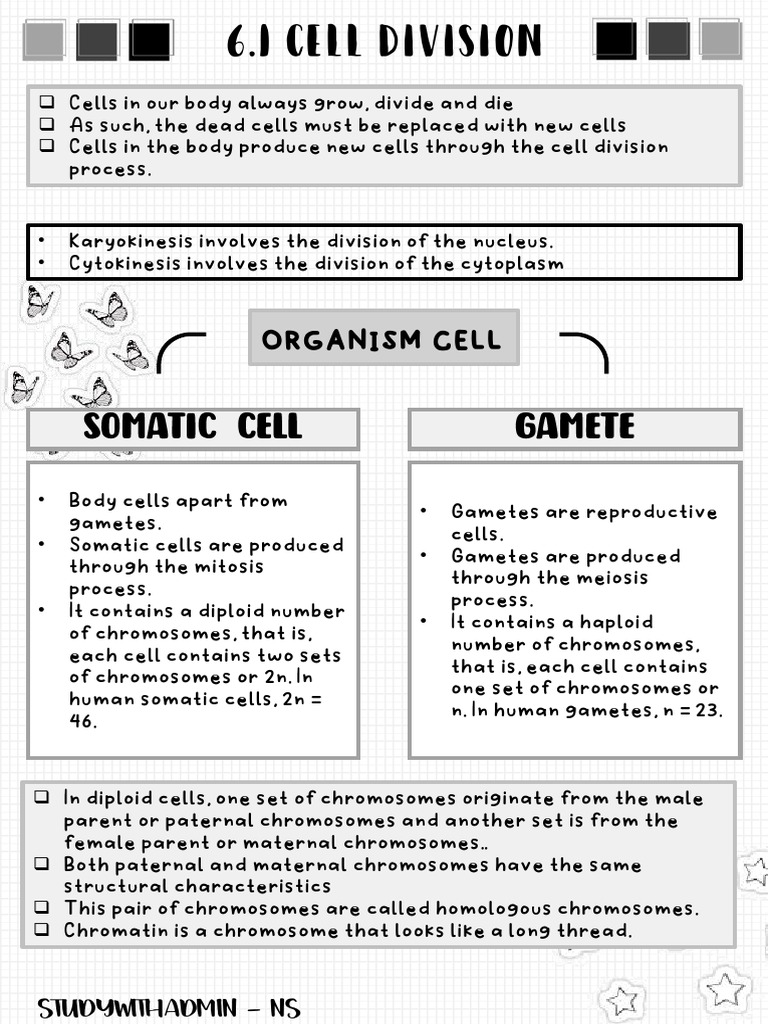 Bio CH6 F4 Studywithadmin | PDF | Meiosis | Mitosis
