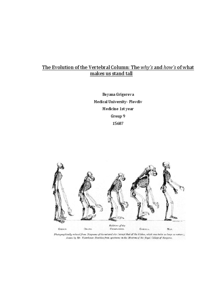 Evolution of the Spine and Human Bipedalism | PDF | Vertebra ...