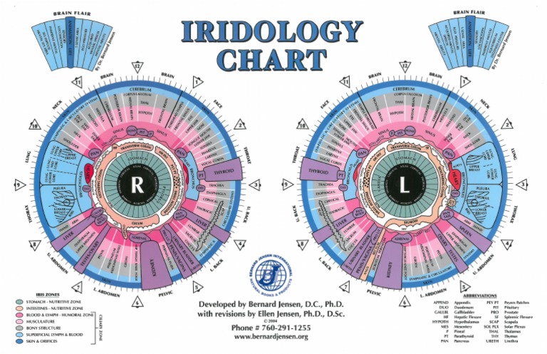 Iridology Chart | PDF