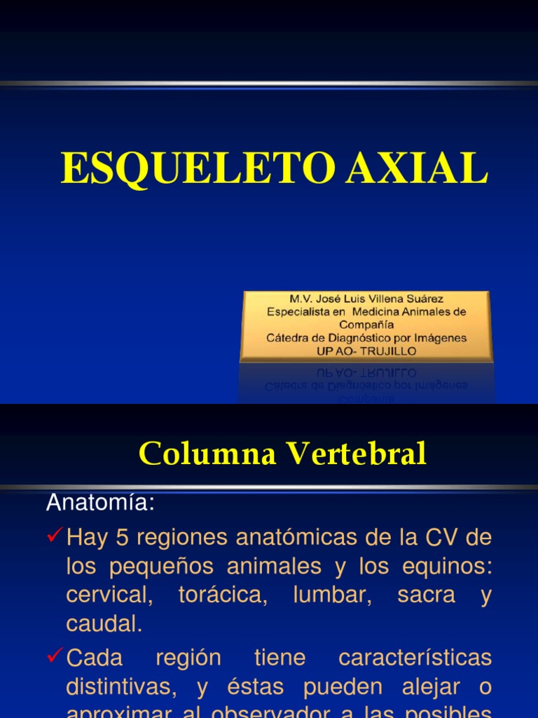 04 Esqueleto Axial | PDF | La columna vertebral | Vértebra