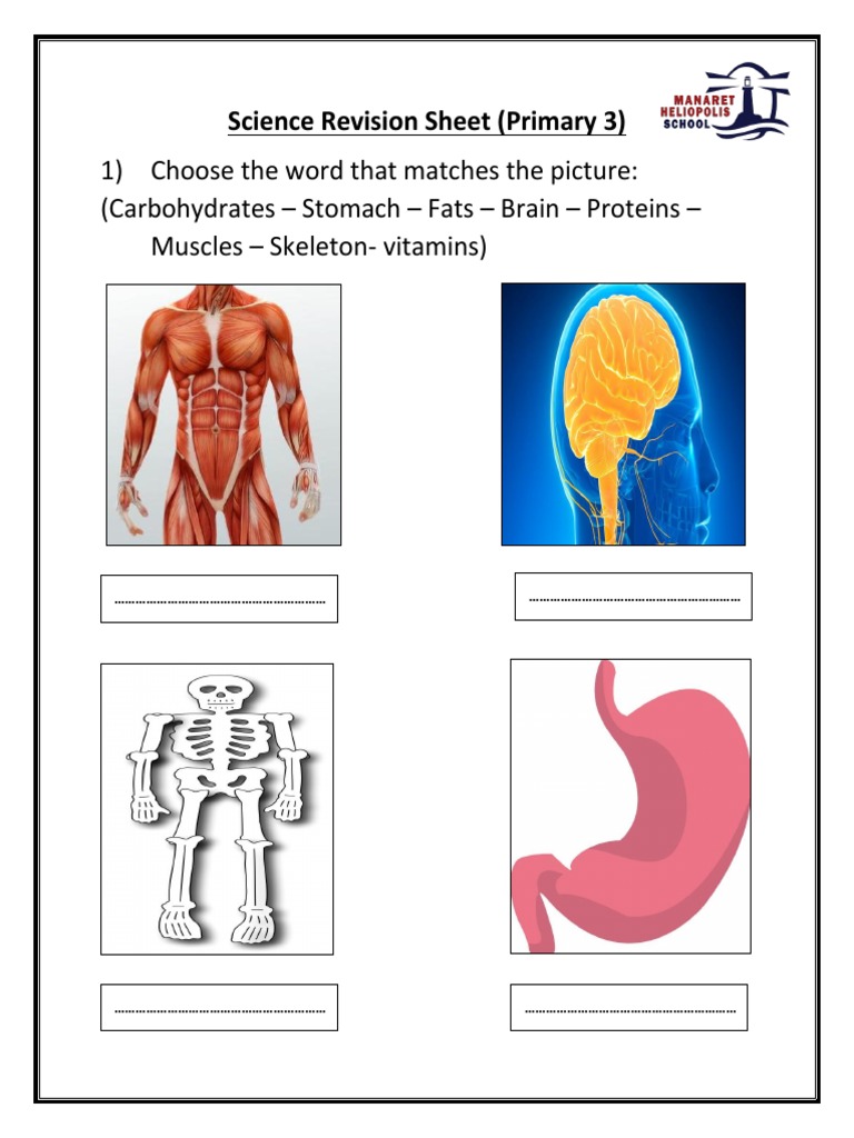 Primary 3 Science Revision Guide | PDF | Digestion | Precipitation