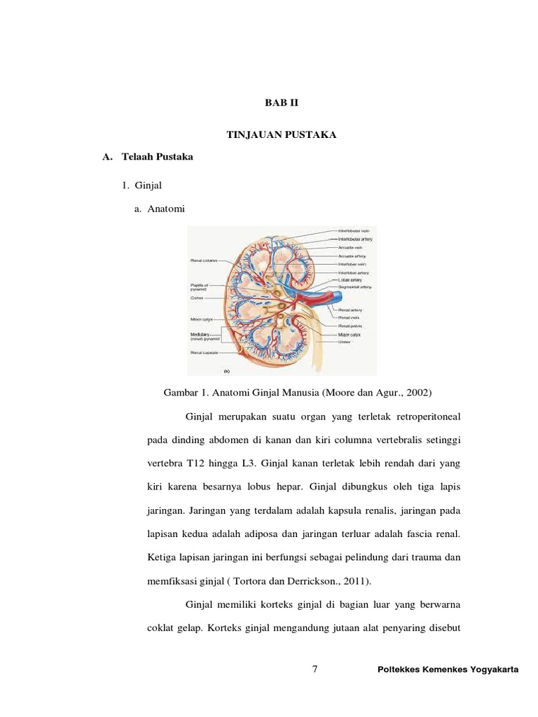 Anatomi Fisiologi Ginjal | PDF | Sains & Matematika