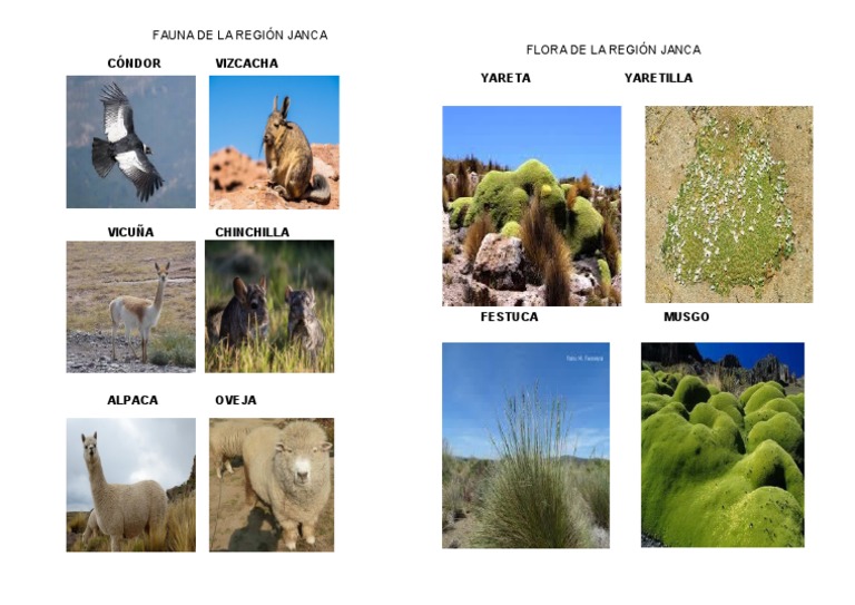Fauna y Flora de de La Región Janca | PDF