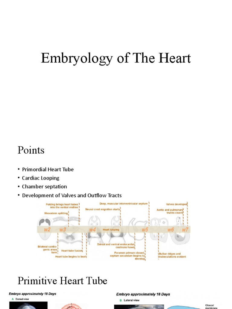 Embryology of The Heart | PDF | Heart | Atrium (Heart)