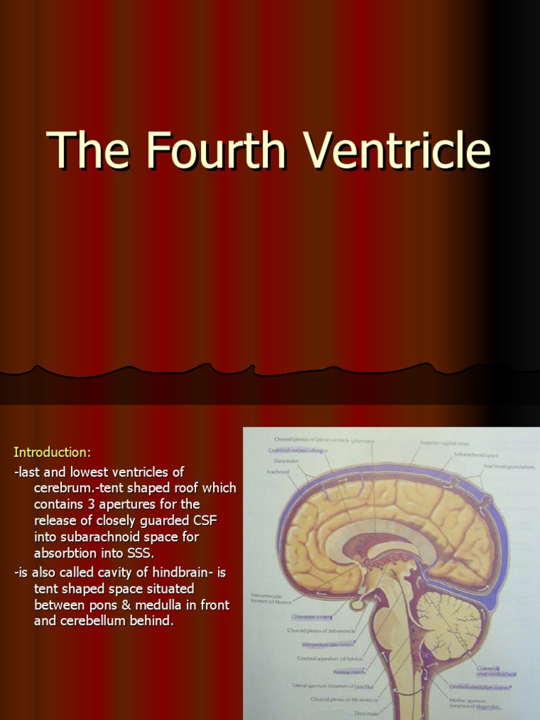 The Fourth Ventricle | PDF | Nervous System | Anatomy