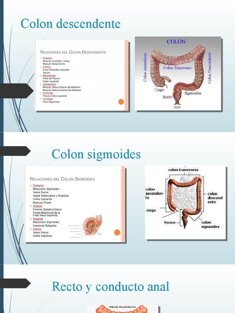 Colon Descendente | PDF