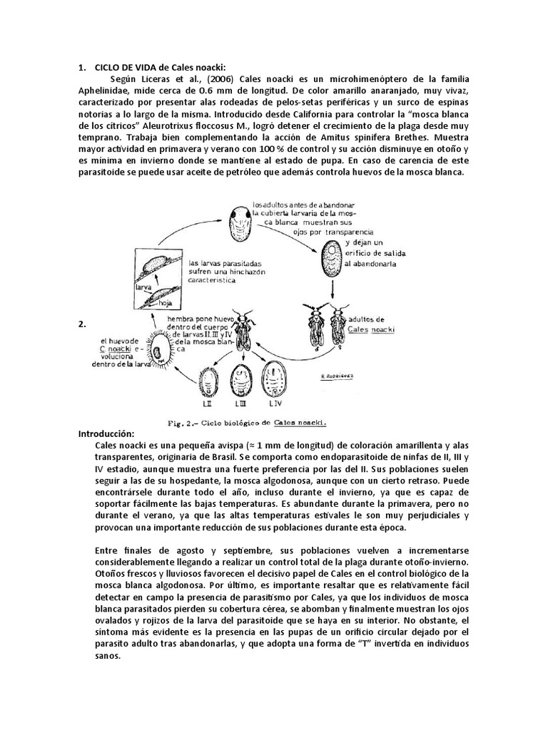 CICLO DE VIDA de Cales Noacki Howard PDF | PDF | Insectos | Mosca