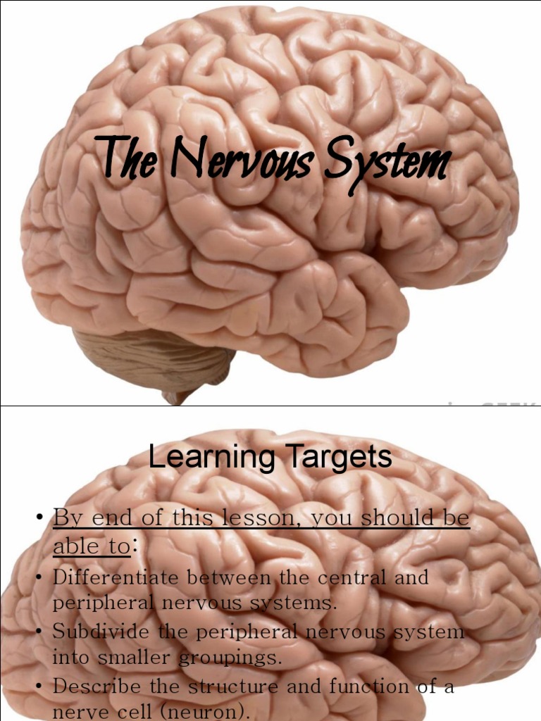 Nervous System Intro NERVES | PDF | Nervous System | Nerve