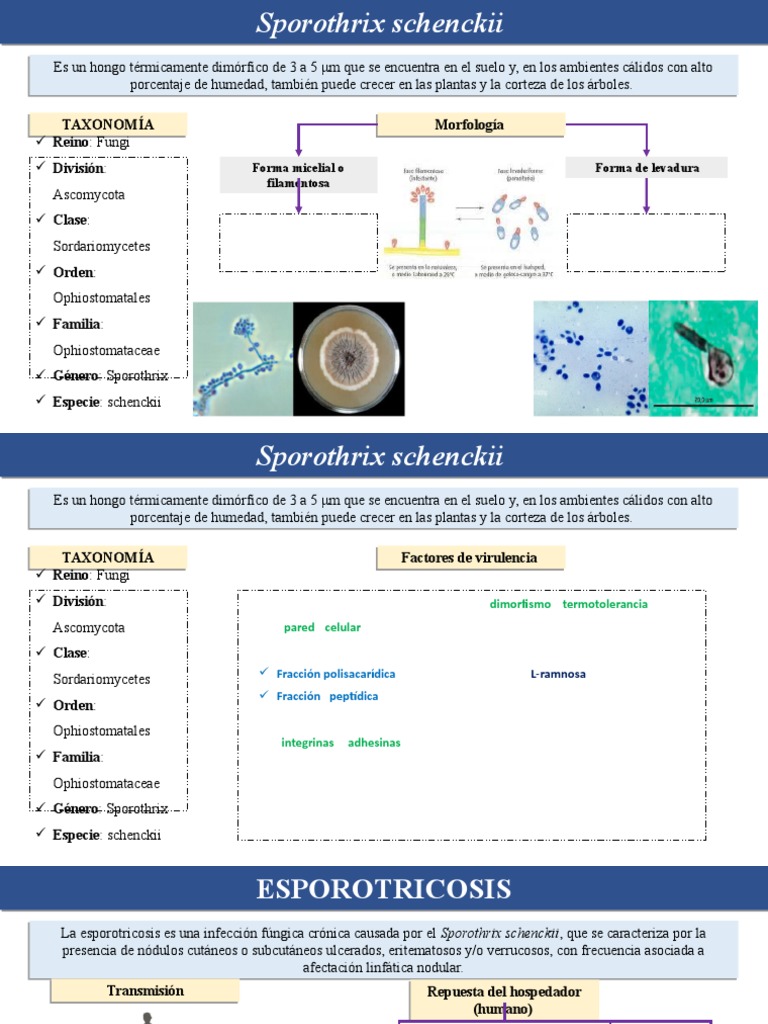 Sporothrix Schenckii | PDF | Hongo | Especialidades Medicas