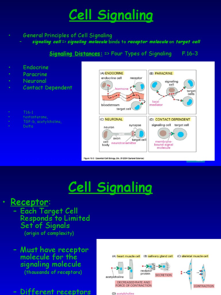 Cell Signaling: Signaling Distances: Four Types of Signaling | PDF ...