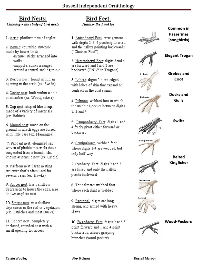 Ornithology | PDF | Birds | Zoology