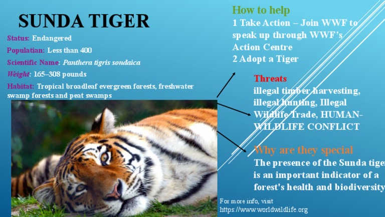 Sunda Tiger: Endangered Species Facts | PDF