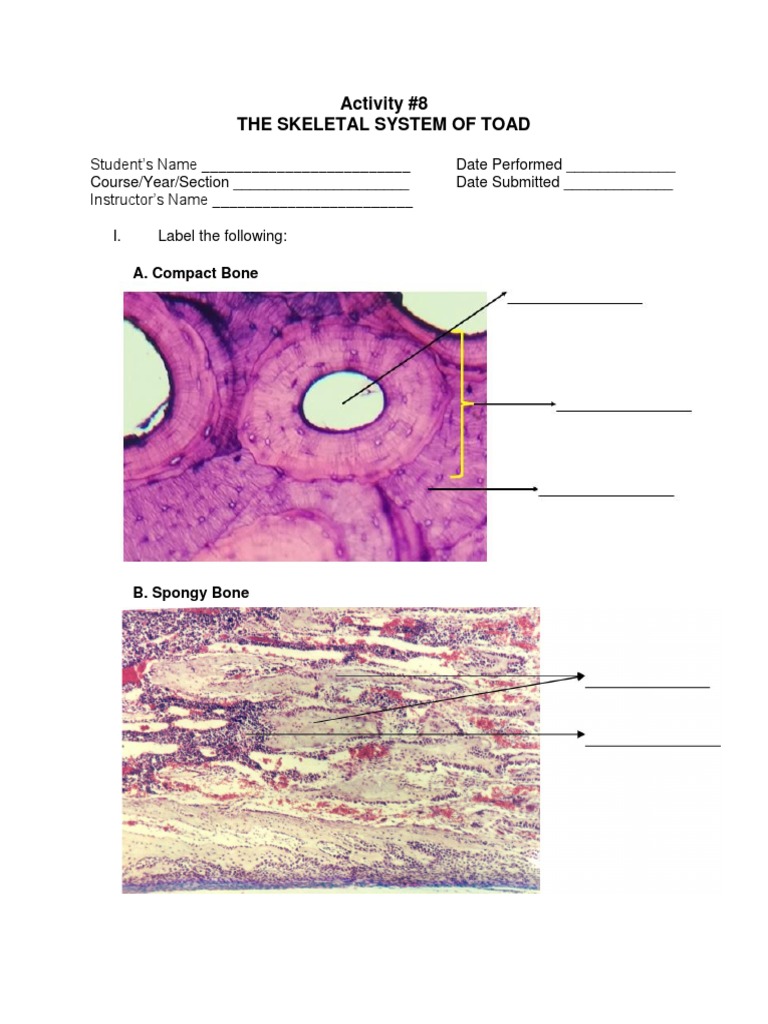The Skeletal Anatomy of Toads: A Guide to Labeling Key Bones and Their ...