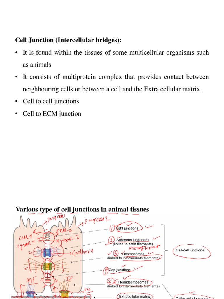 Cell Junction (Intercellular Bridges) | PDF | Extracellular Matrix | Cell Adhesion