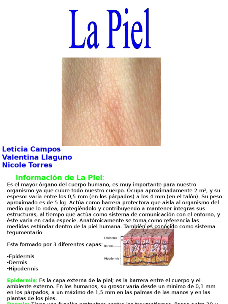 La Piel - Biologiaaaa | PDF | Piel | Biología