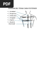 Características del exudado purulento | PDF | Infección | Medicina CLINICA